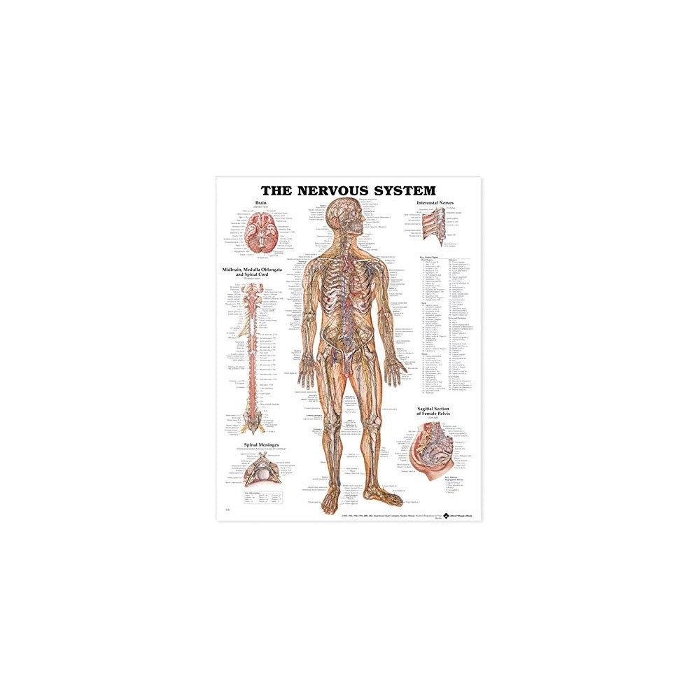 The Nervous System Anatomical Chart - Edealszone.com