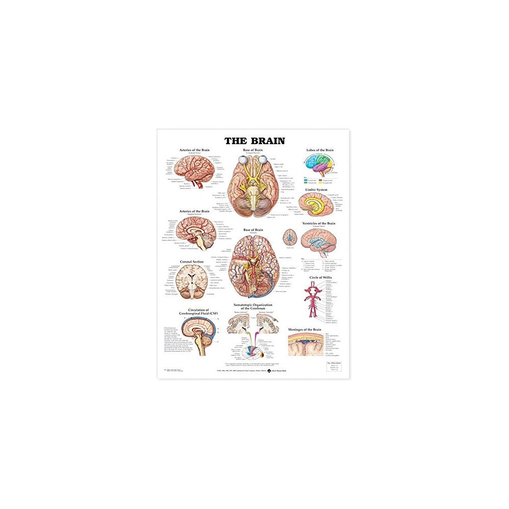 The Brain Anatomical Chart - Edealszone.com