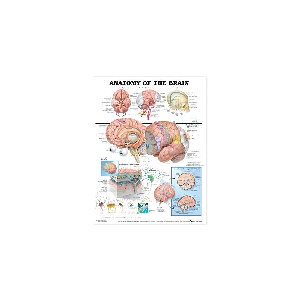 Anatomy of the Brain Anatomical Chart - Edealszone.com